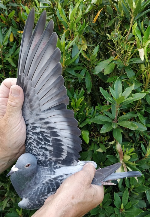 Young birds are unstoppable | Hok Jos Vercammen