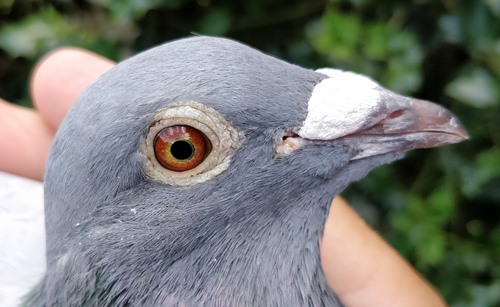 Young birds keep dominating the competition | Hok Jos Vercammen