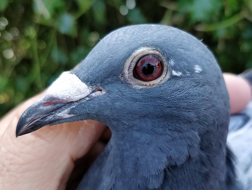 Unbeatable young birds | Hok Jos Vercammen