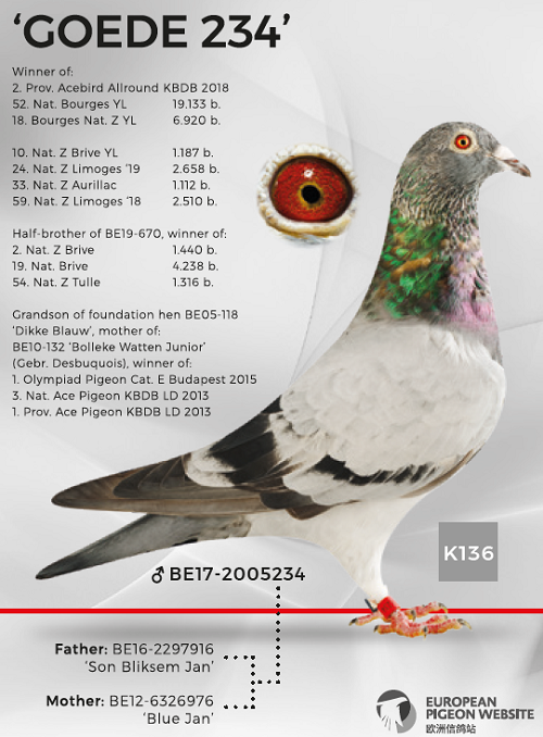 Erik Limbourg (Belgium) | Hok Jos Vercammen