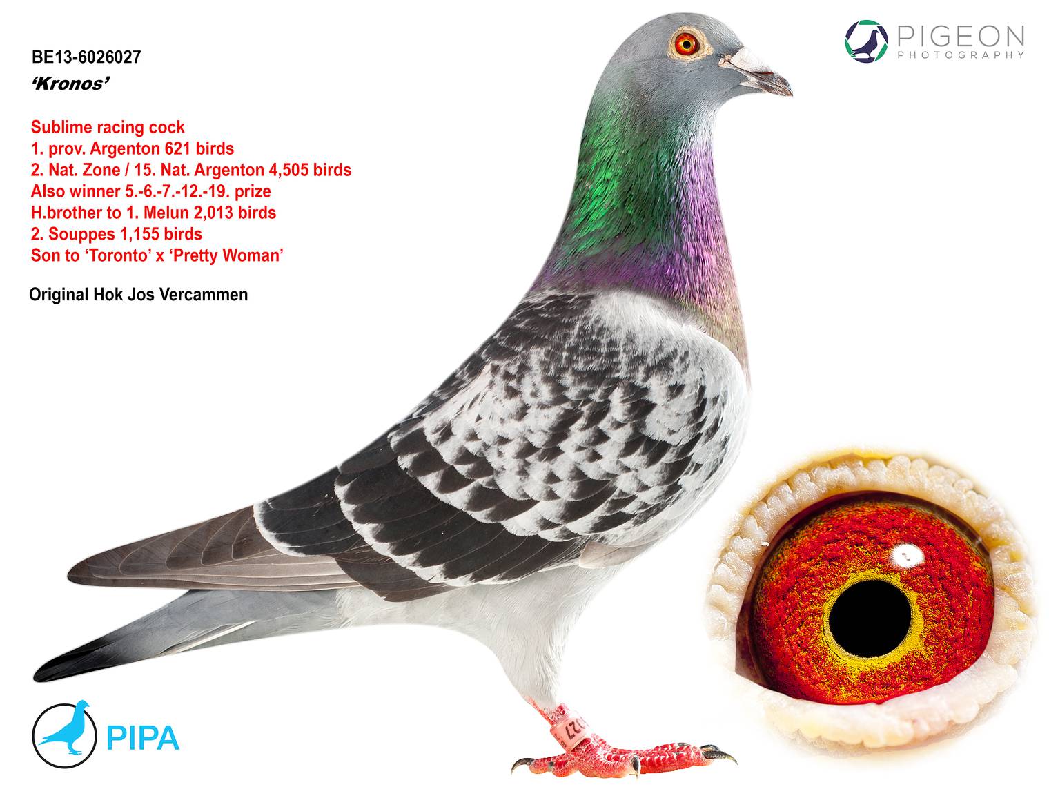 Seven special Vercammen birds for sale | Hok Jos Vercammen