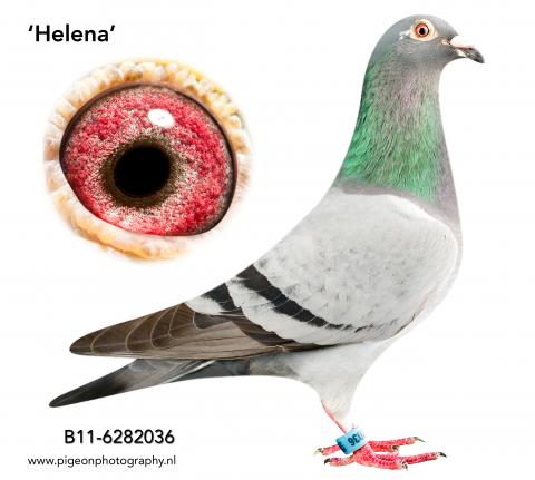 Dominating youngsters on their first middle distance race | Hok Jos ...