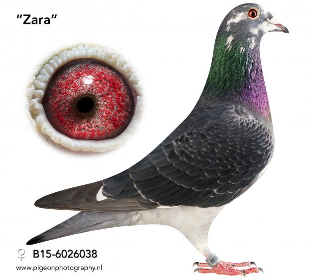 News & articles | Hok Jos Vercammen